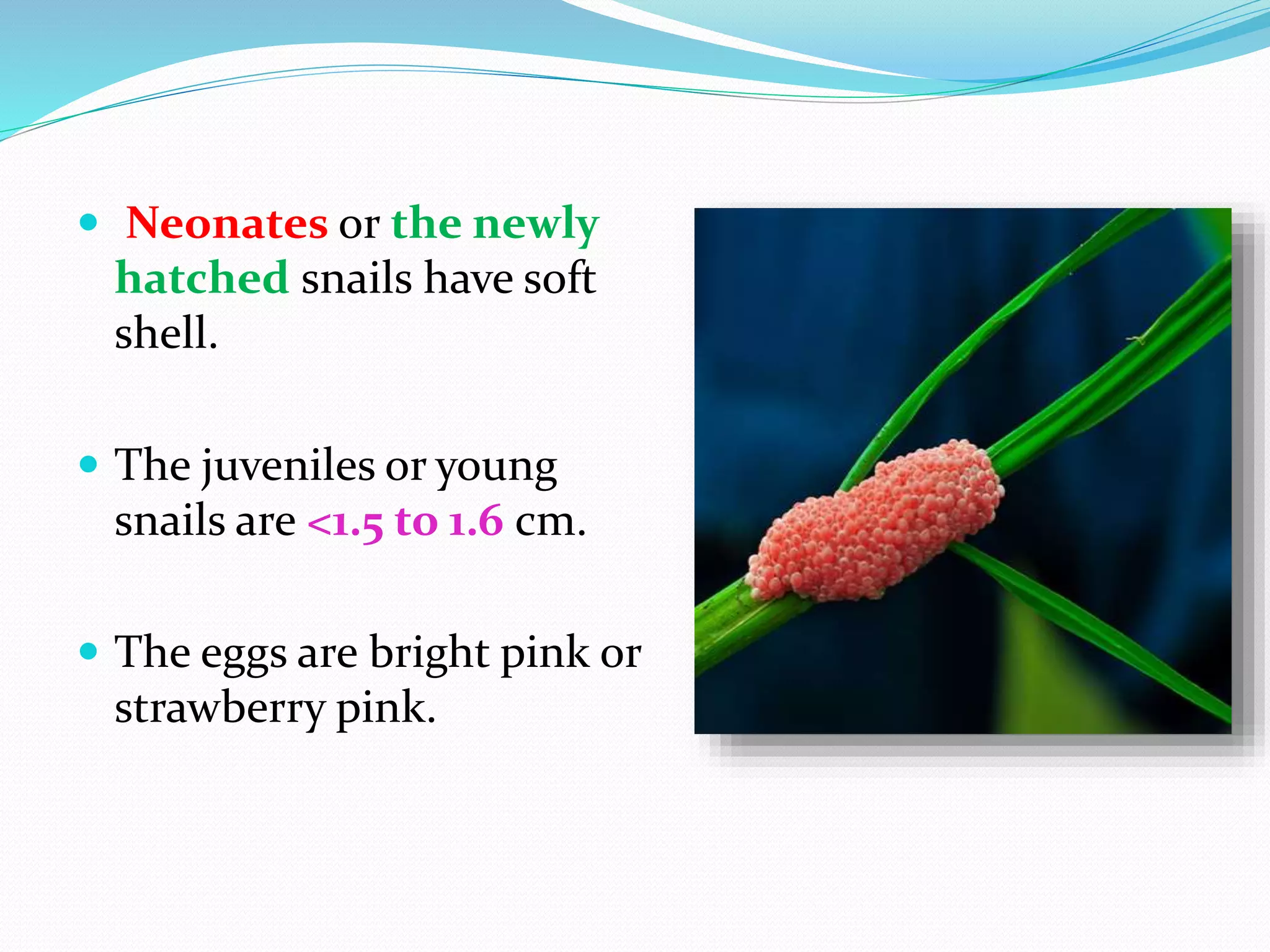 Non insect pests | PPTX