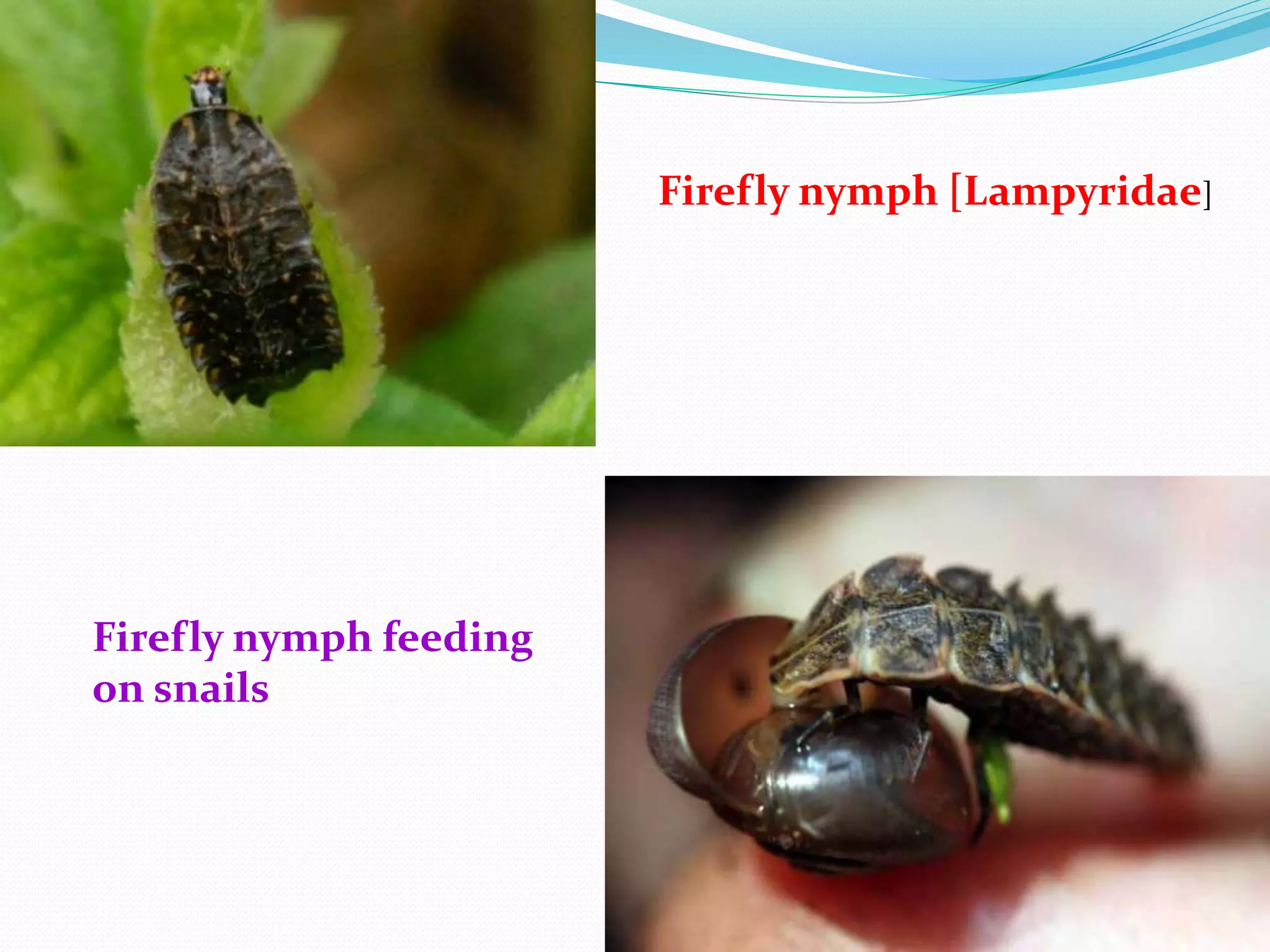 Non insect pests | PPTX