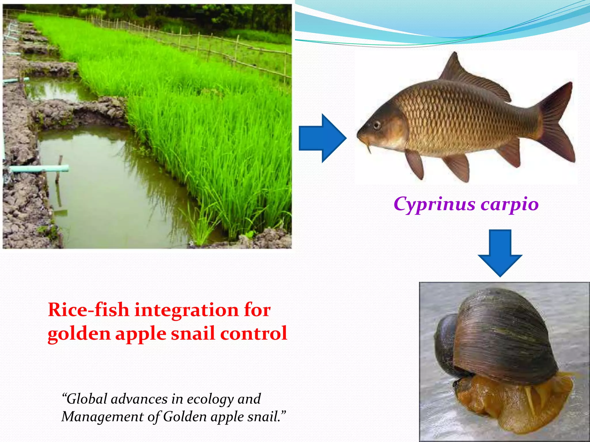 Non insect pests | PPTX