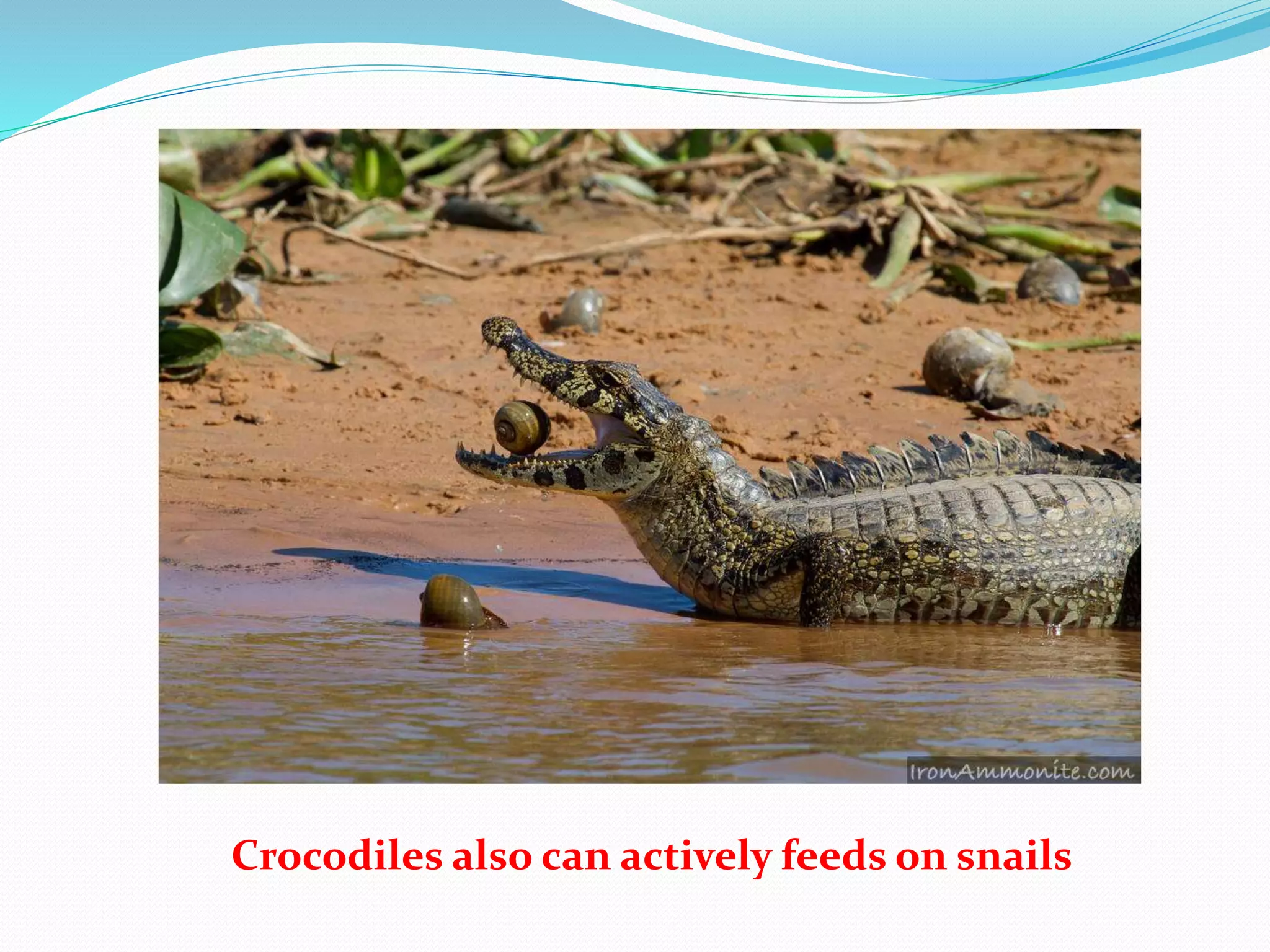 Non insect pests | PPTX