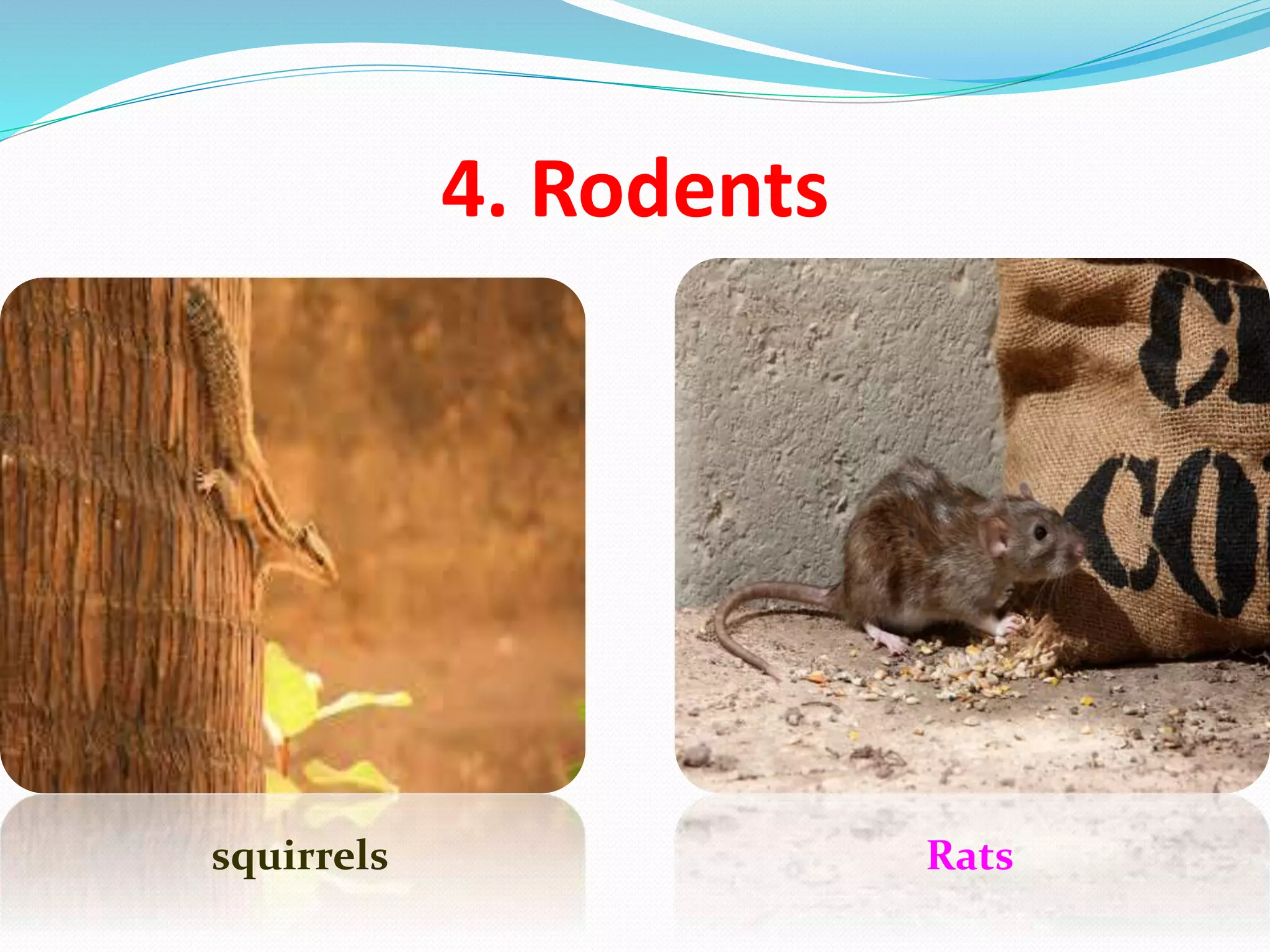 Non insect pests | PPTX