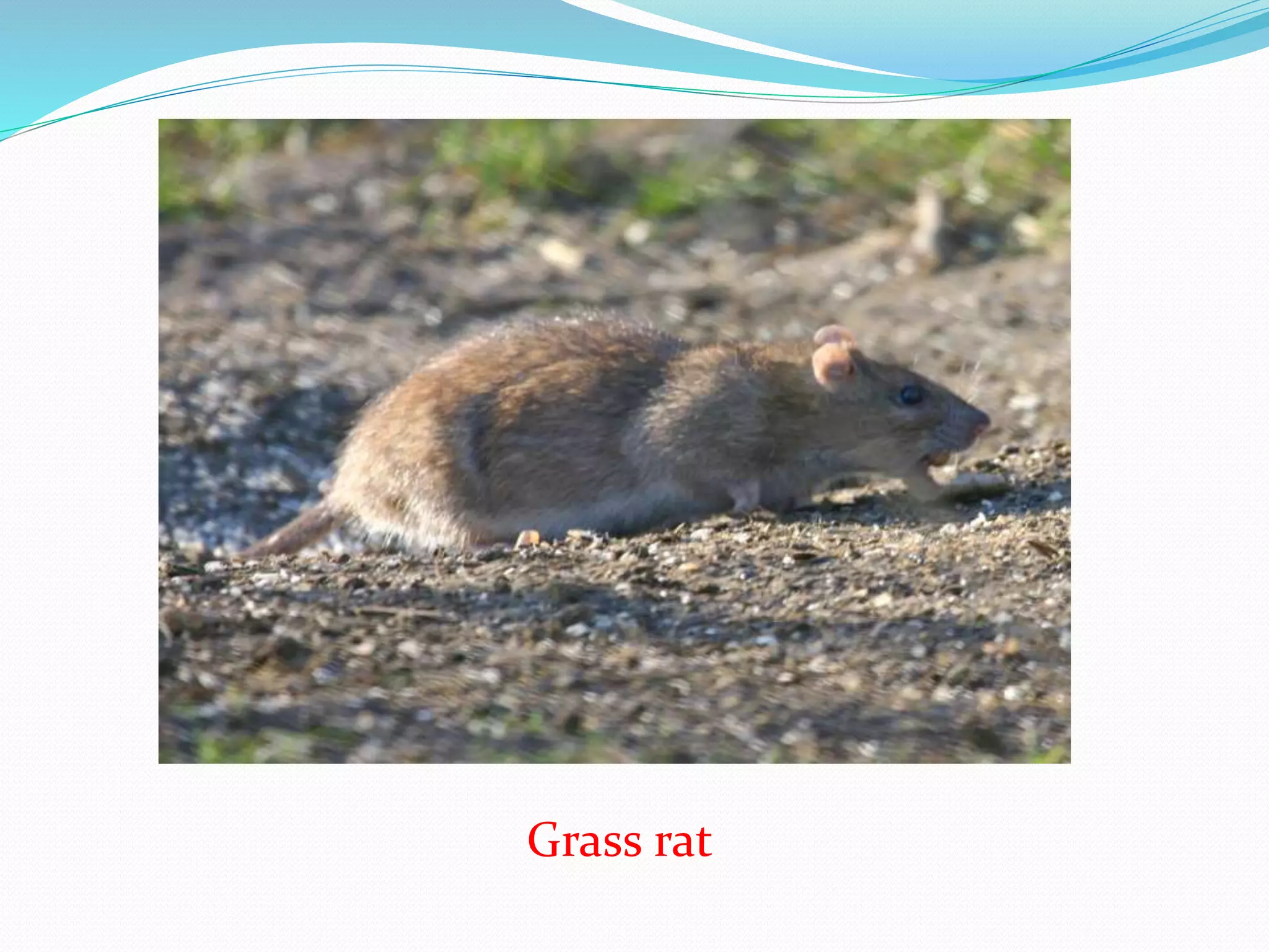 Non insect pests | PPTX