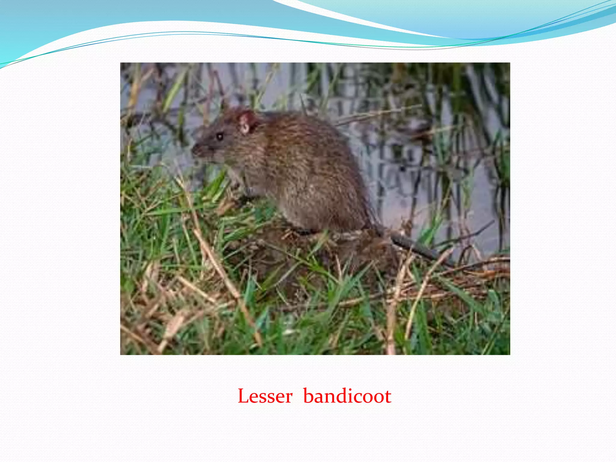 Non insect pests | PPTX