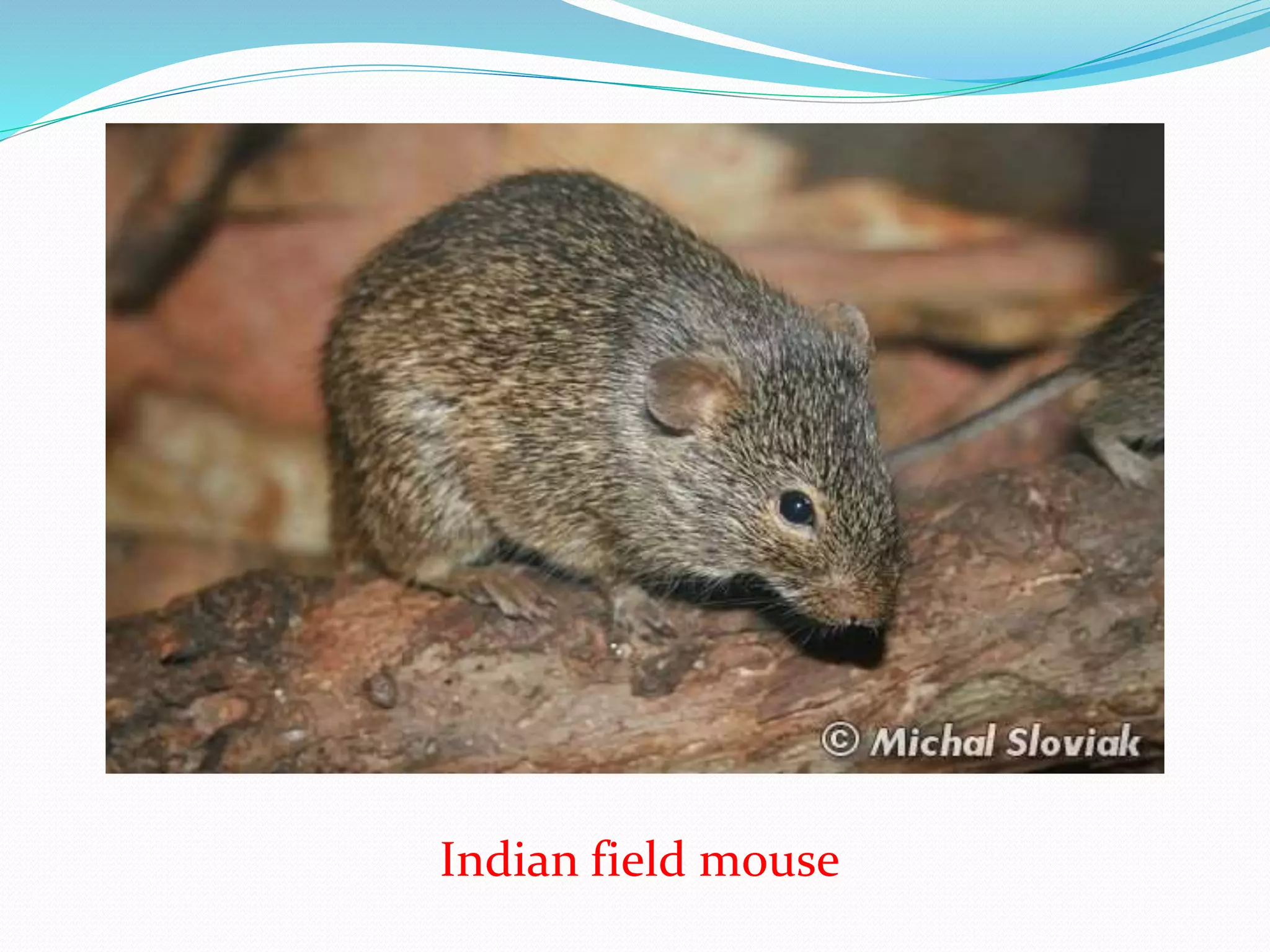 Non insect pests | PPTX