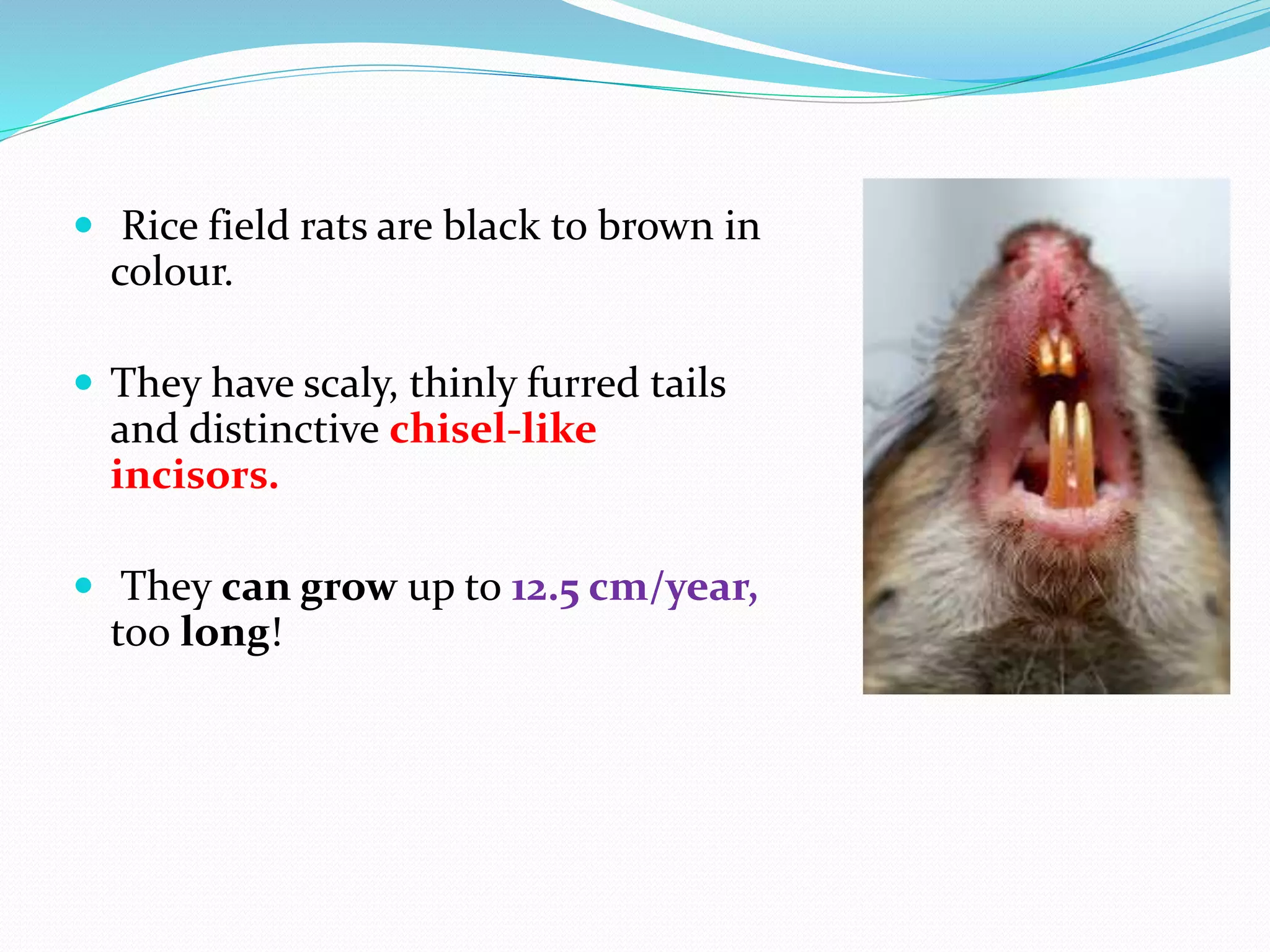 Non insect pests | PPTX