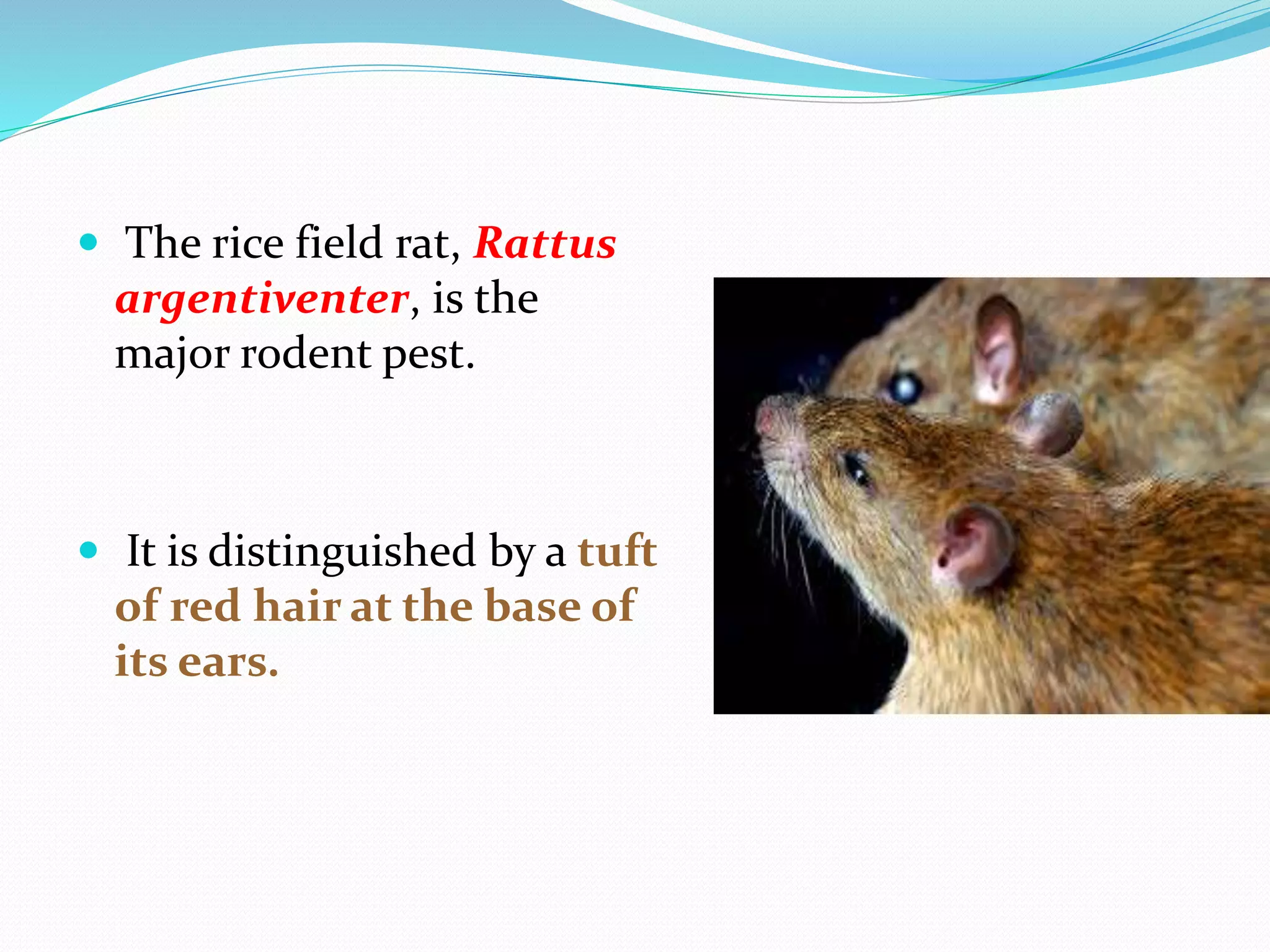 Non insect pests | PPTX