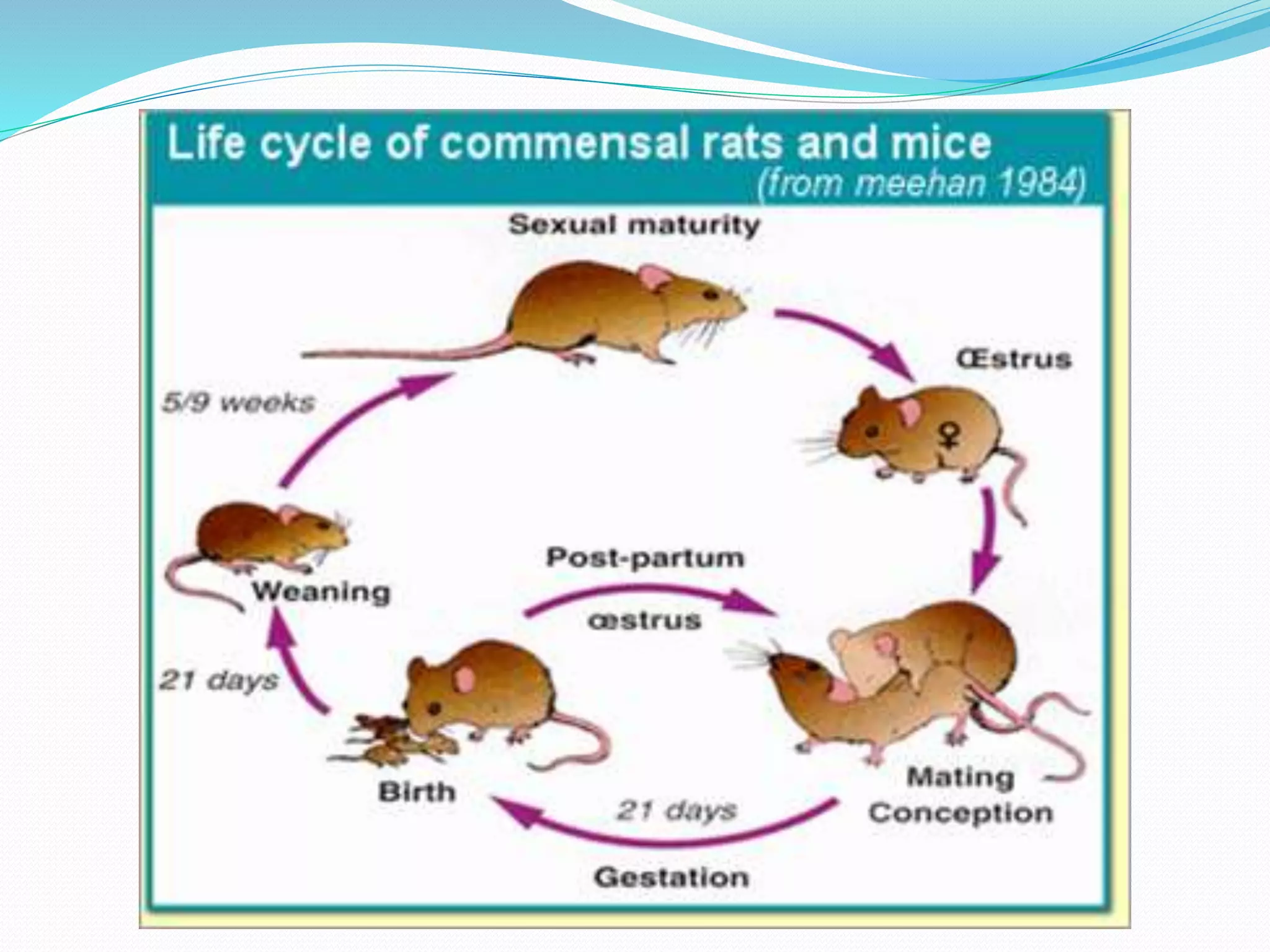 Non insect pests | PPTX