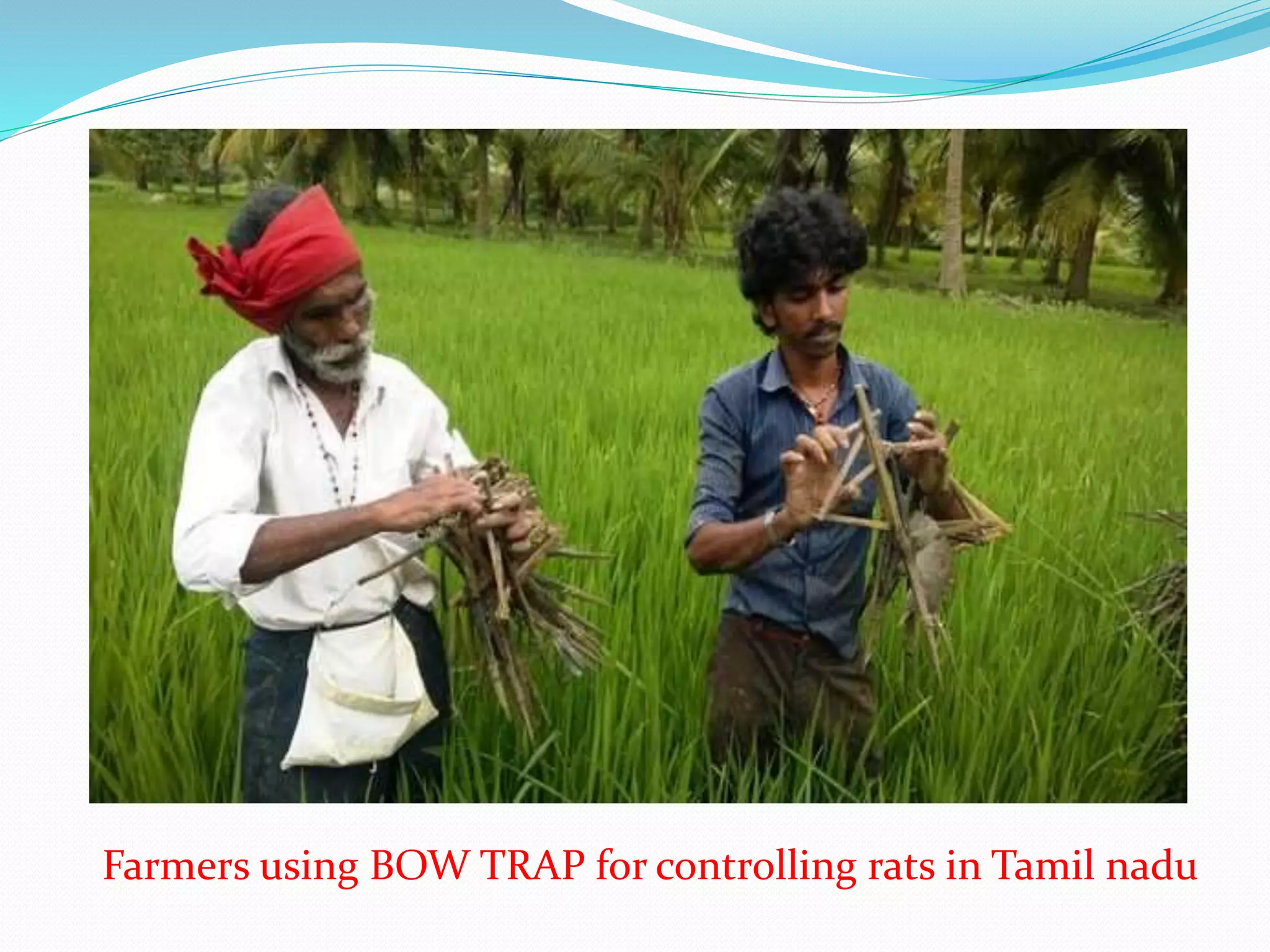 Non insect pests | PPTX