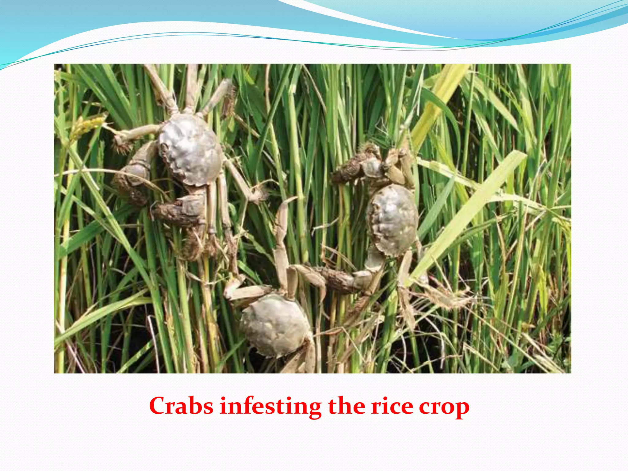 Non insect pests | PPTX