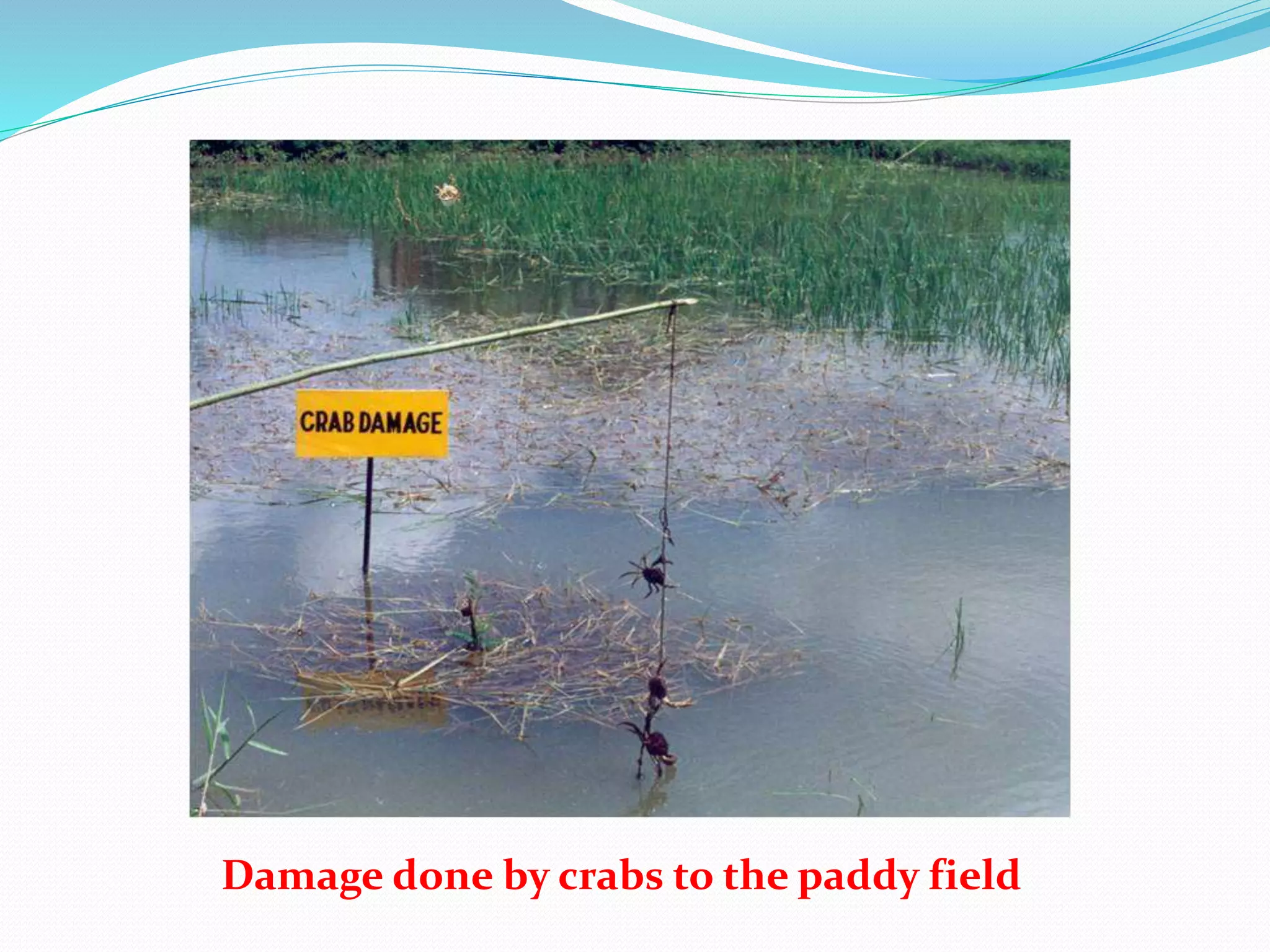 Non insect pests | PPTX