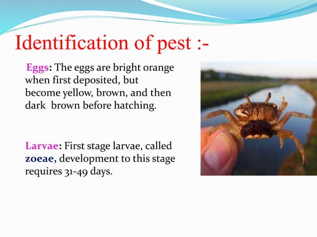 Non insect pests | PPTX | Gardening | Home & Garden