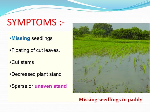 Non insect pests | PPTX | Gardening | Home & Garden