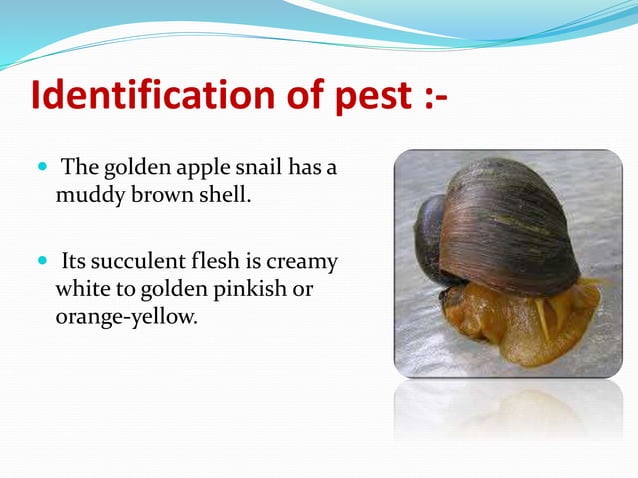 Non insect pests | PPTX | Gardening | Home & Garden