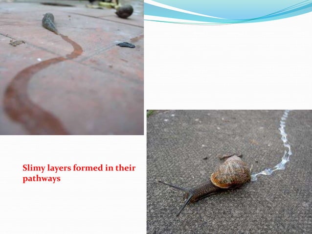 Non insect pests | PPTX | Gardening | Home & Garden