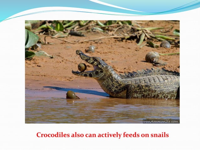 Non insect pests | PPTX | Gardening | Home & Garden