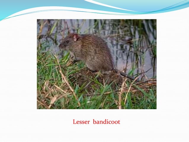 Non insect pests | PPTX | Gardening | Home & Garden