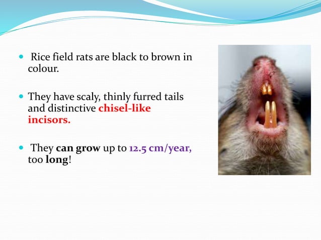 Non insect pests | PPTX | Gardening | Home & Garden