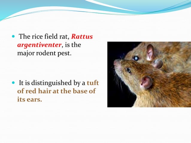 Non insect pests | PPTX | Gardening | Home & Garden