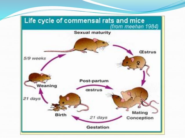 Non insect pests | PPTX | Gardening | Home & Garden