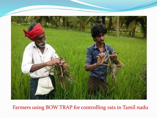 Non insect pests | PPTX | Gardening | Home & Garden