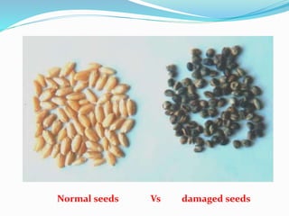 Non insect pests | PPTX
