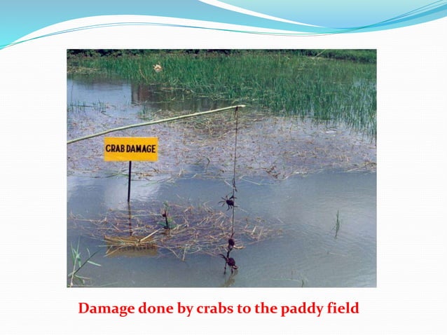 Non insect pests | PPTX | Gardening | Home & Garden