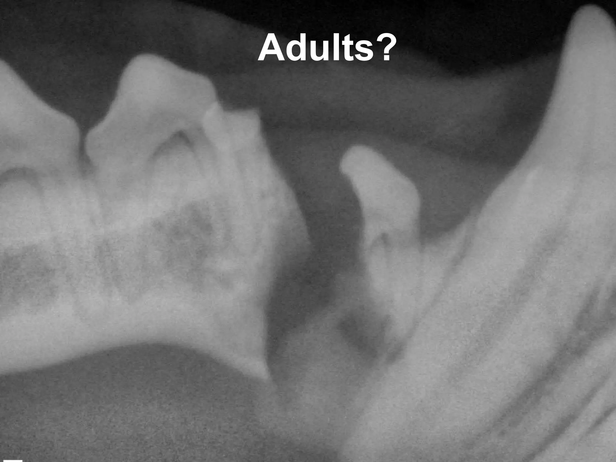 Veterinary Dentistry - Non Invasive Mandibular Fracture Repair in Dogs ...