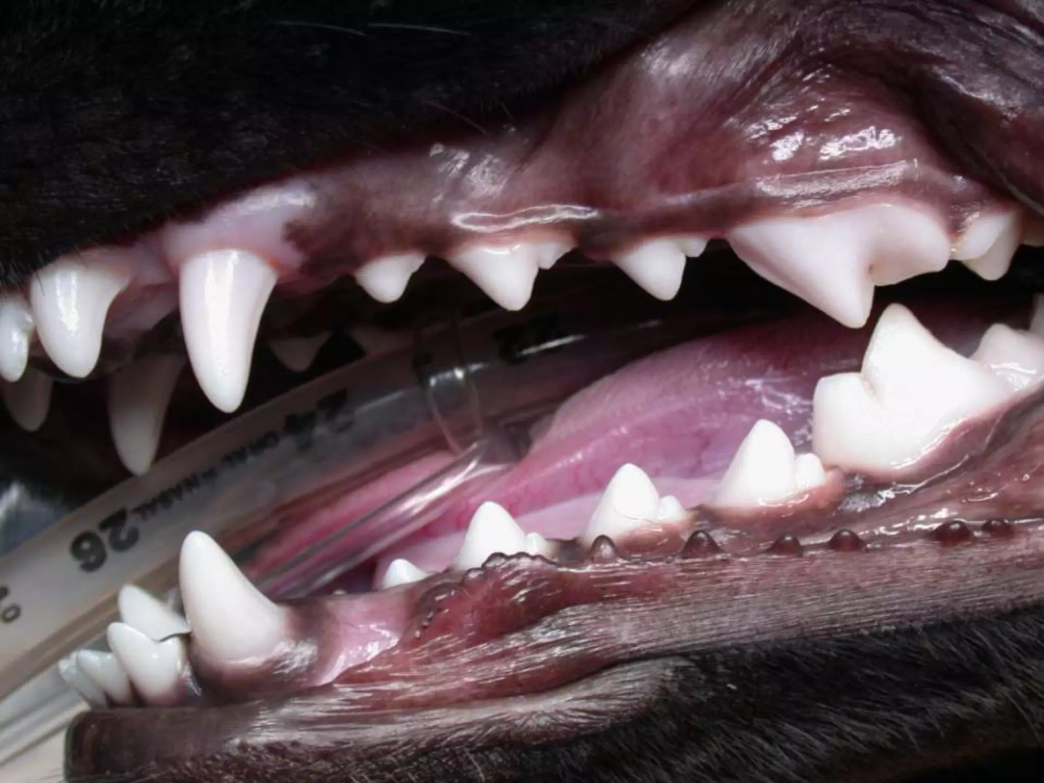 Veterinary Dentistry - Non Invasive Mandibular Fracture Repair in Dogs ...