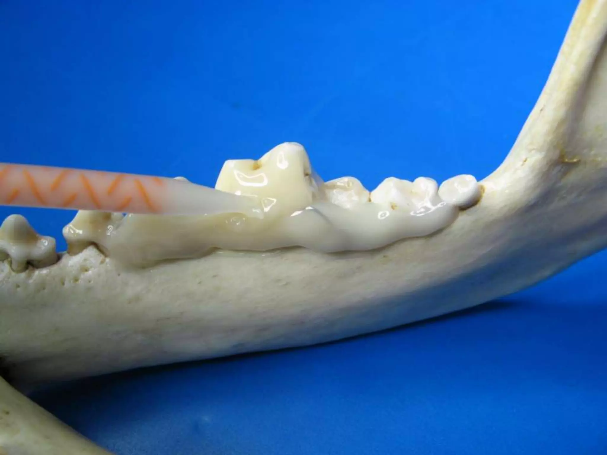 Veterinary Dentistry - Non Invasive Mandibular Fracture Repair in Dogs ...
