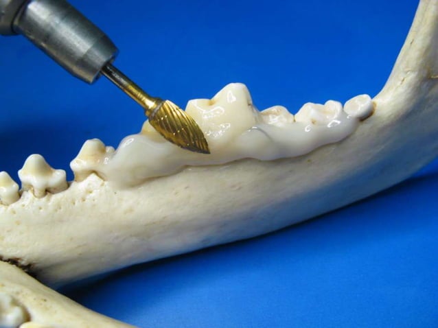 Veterinary Dentistry - Non Invasive Mandibular Fracture Repair in Dogs ...