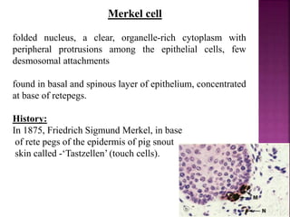 Non keratinocytes and basal lamina | PPTX