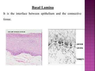 Basal Lamina Histology