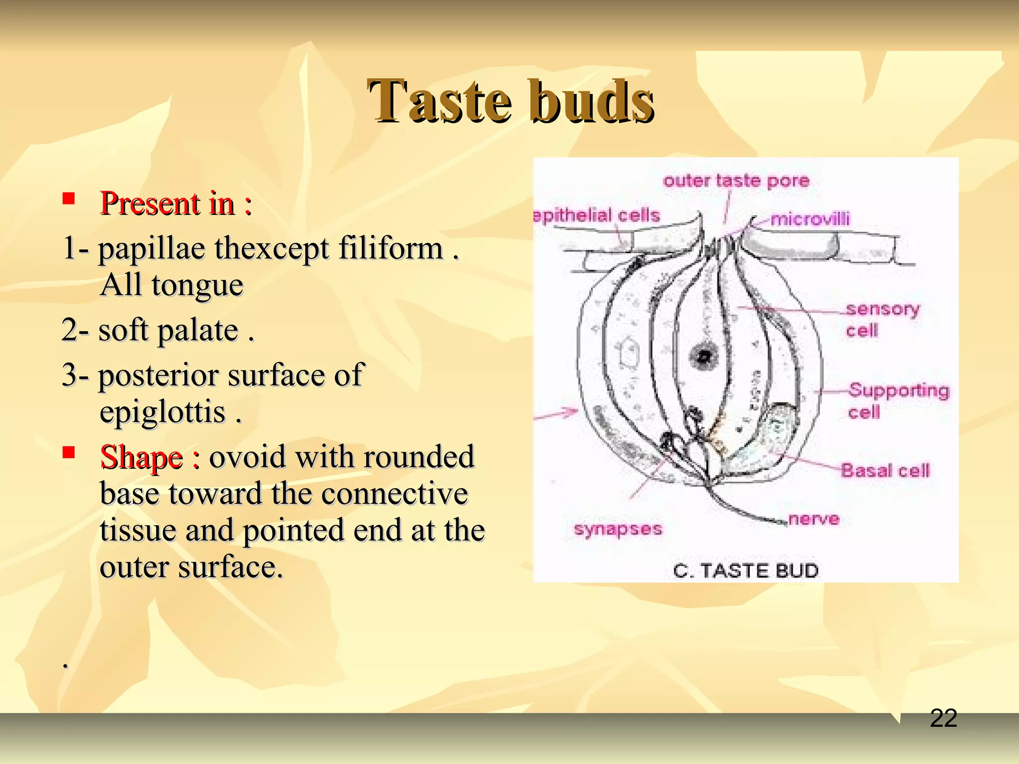 Non keratinocytes&specialized mucosa | PPT
