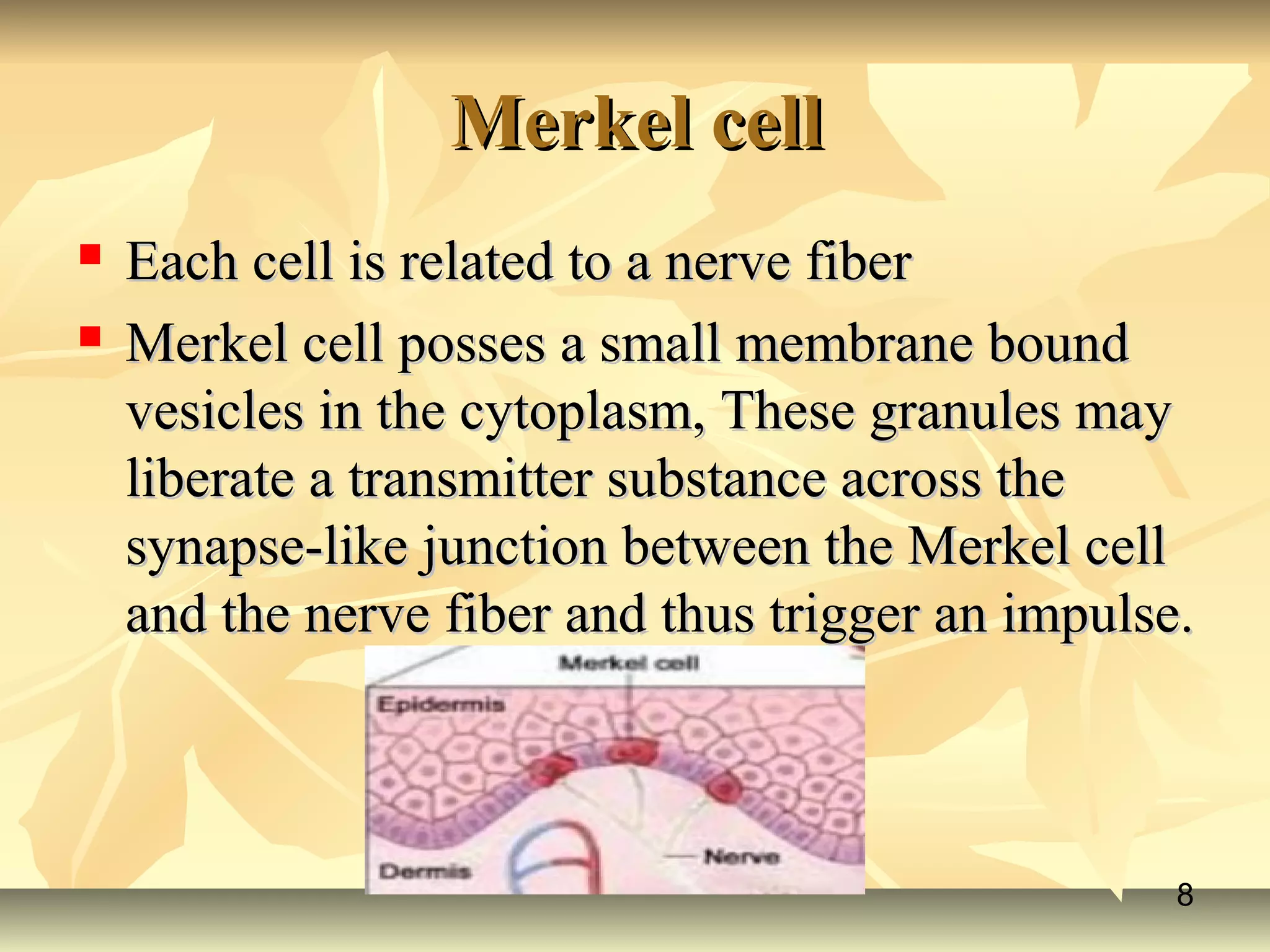 Non keratinocytes&specialized mucosa | PPT