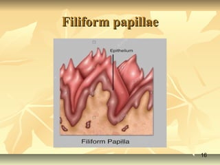 Non keratinocytes&specialized mucosa | PPT