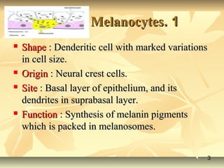 Non keratinocytes&specialized mucosa | PPT
