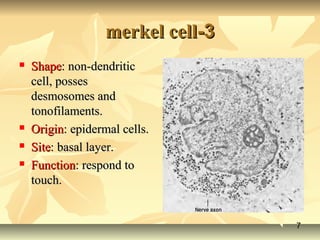 Non keratinocytes&specialized mucosa | PPT