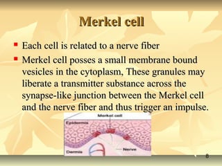 Non keratinocytes&specialized mucosa | PPT