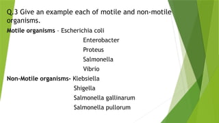 MBBS Presentation of Non-lactose fermenting bacteria | PPTX