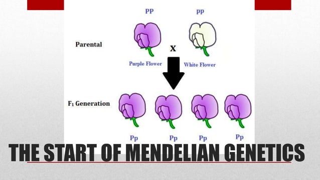 NON-MENDELIAN GENETICS.pptx | Genetics | Science