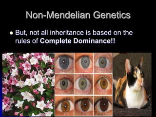 Non-Mendelian_Genetics_.ppt
