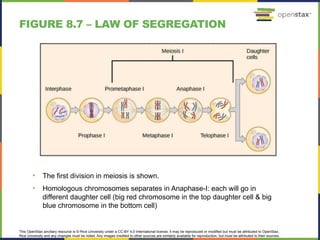 Non-Mendelian Genetics. Codominance, Incomplete Dominance, Sex-linked ...