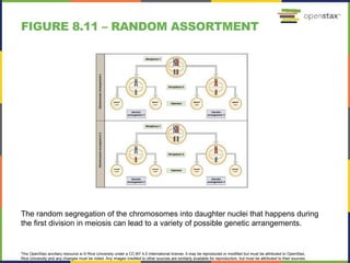 Non-Mendelian Genetics. Codominance, Incomplete Dominance, Sex-linked ...