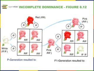 Non-Mendelian Genetics. Codominance, Incomplete Dominance, Sex-linked ...