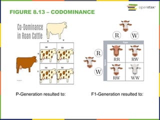 Non-Mendelian Genetics. Codominance, Incomplete Dominance, Sex-linked ...
