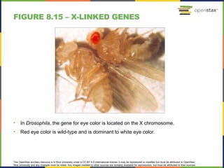 Non-Mendelian Genetics. Codominance, Incomplete Dominance, Sex-linked ...