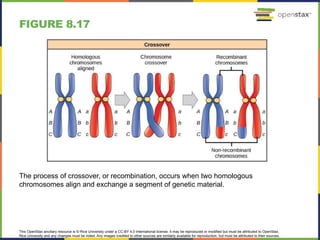 Non-Mendelian Genetics. Codominance, Incomplete Dominance, Sex-linked ...
