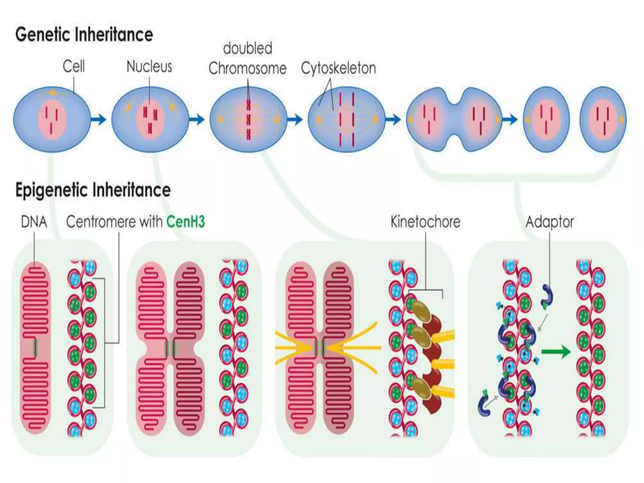 Non-Mendelian Inheritance | PPTX