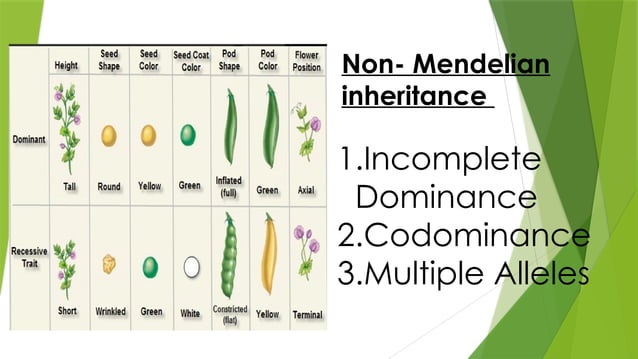 NON-MENDELIAN PATTERNS OF INHERITANCE.pptx | Genetics | Science