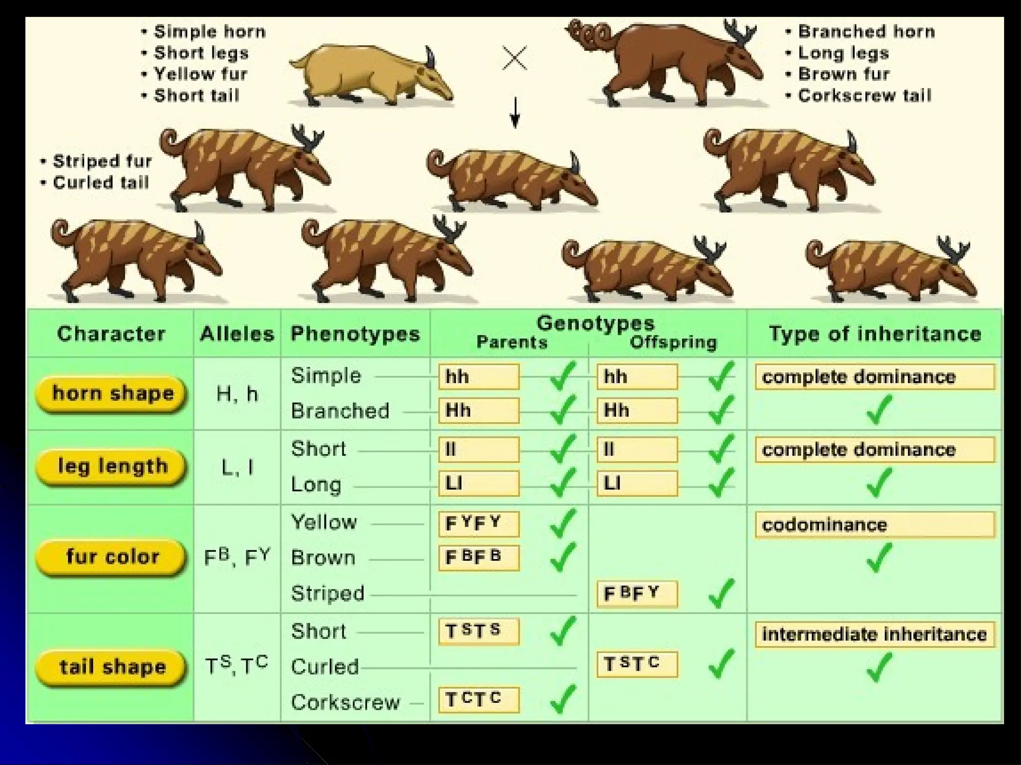 Non-Mendelian Patterns of Inheritance.pptx